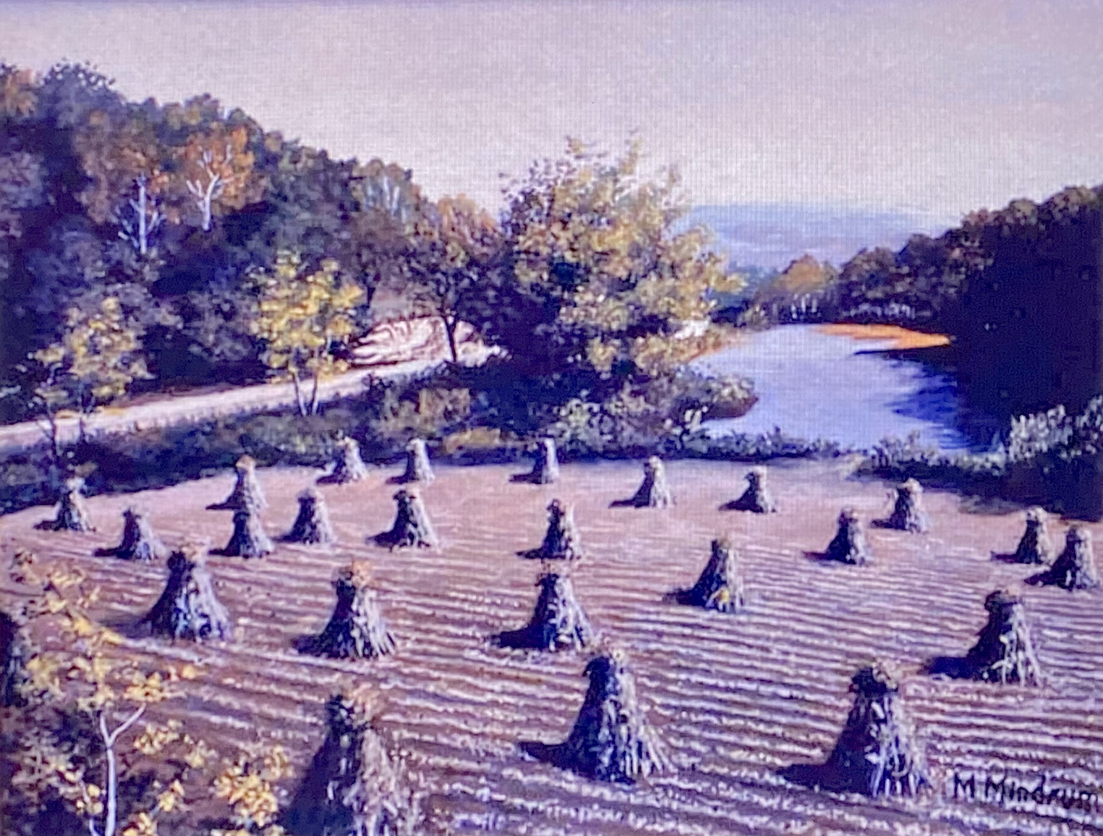 Fall cornshocks | Margit Mindrum